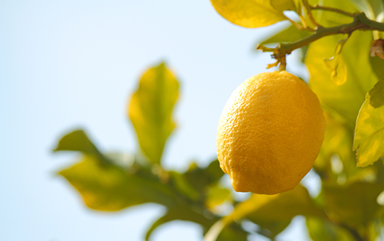 Welcome to the Great Outdoors at Harvest at Limoneira - Harvest at ...