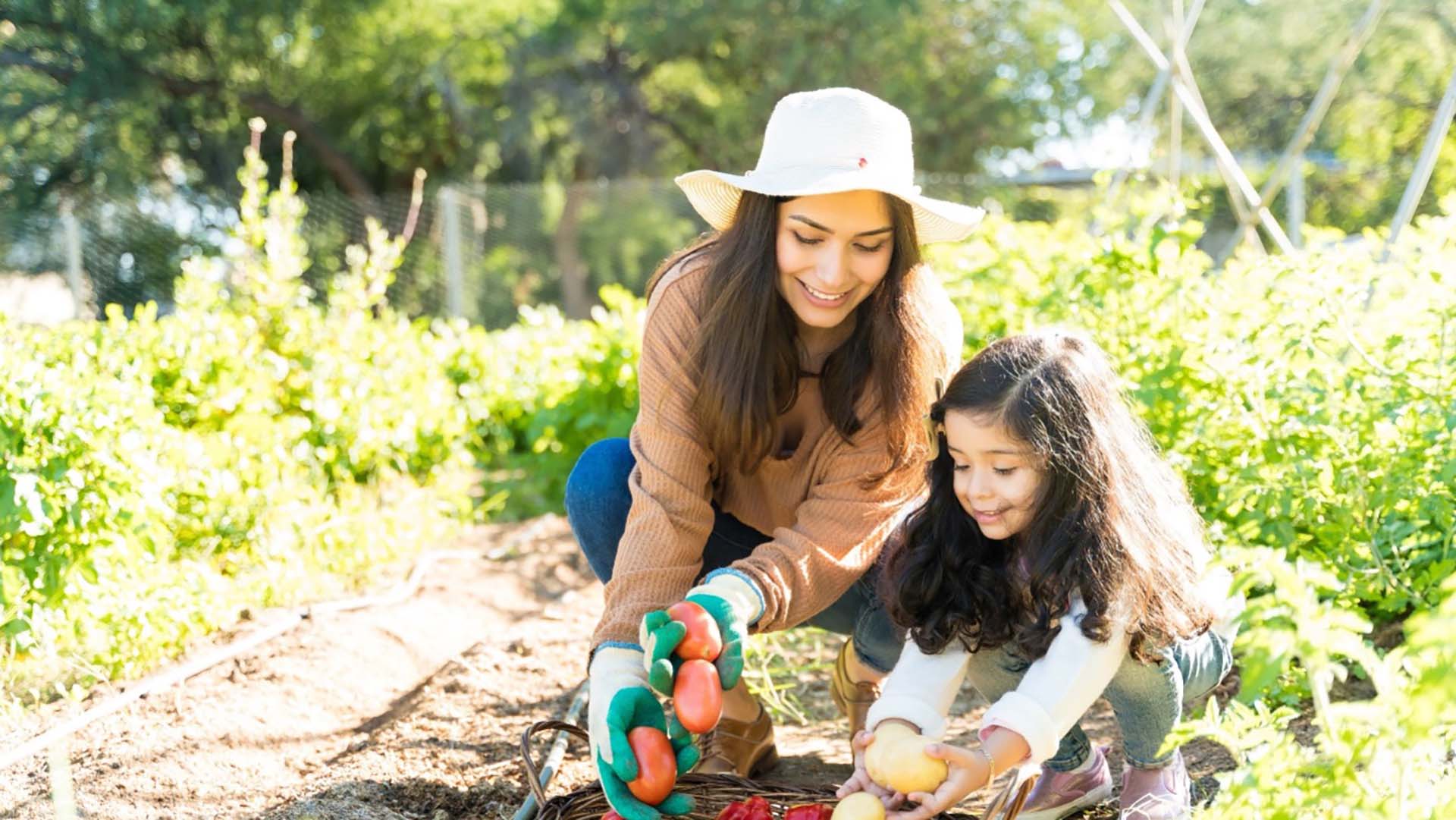 A Farm-Focused Lifestyle - Harvest at Limoneira