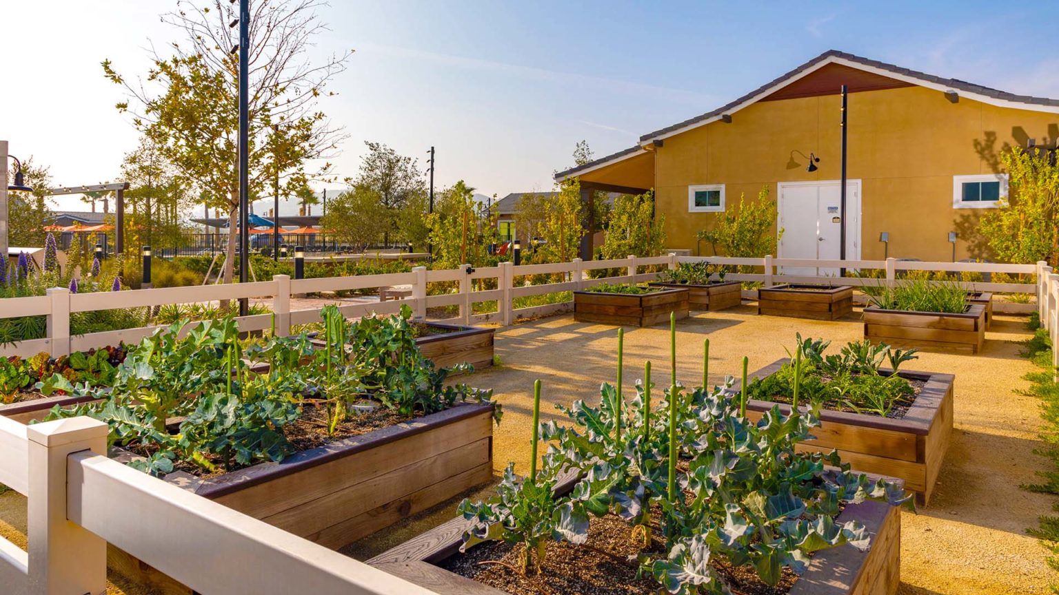 A Farm-Focused Lifestyle - Harvest at Limoneira