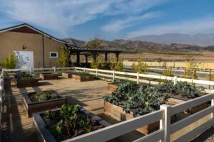 It’s A Wonder-Fall Life - Harvest at Limoneira